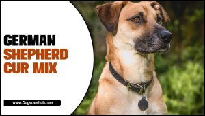 German Shepherd Cur Mix - Curious Companions