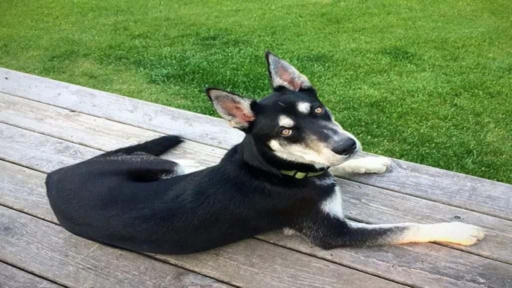 Husky American Staffordshire Terrier Mix - Discover Your Perfect