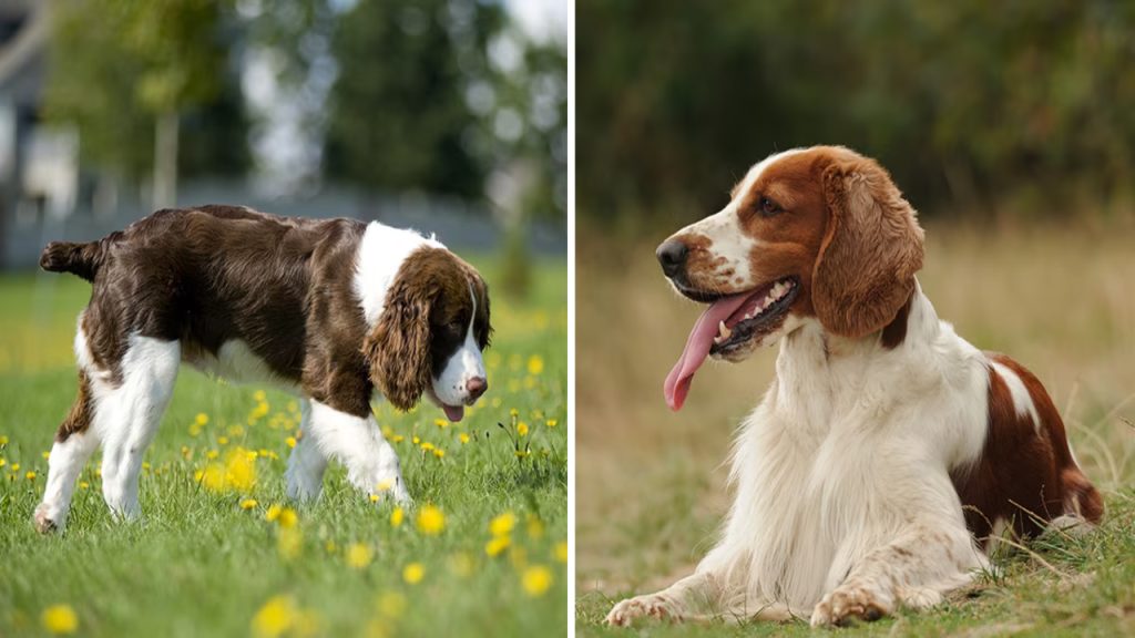 Brittany Spaniel Vs Springer Spaniel - Canine Showdown