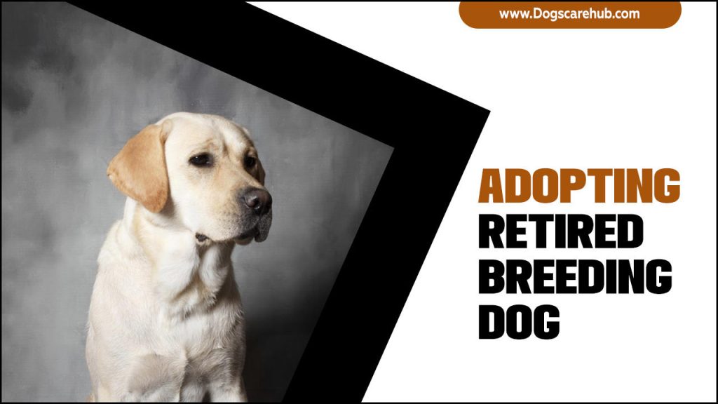 Adopting Retired Breeding Dog - The Ultimate Guideline!