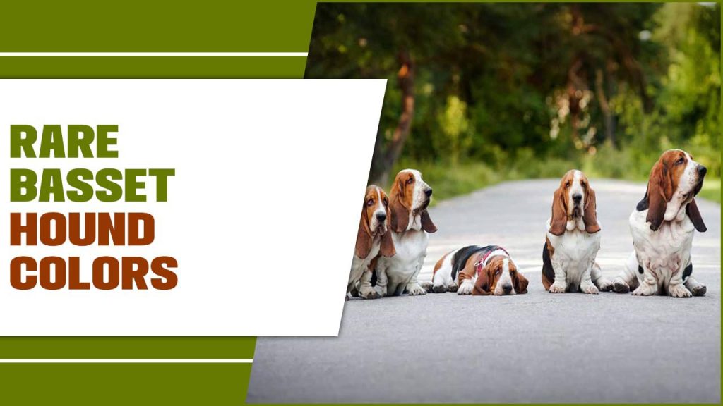rare basset hound colors- Rare Basset Hound Colors