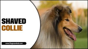 Shaved Collie: Some Quick Tips